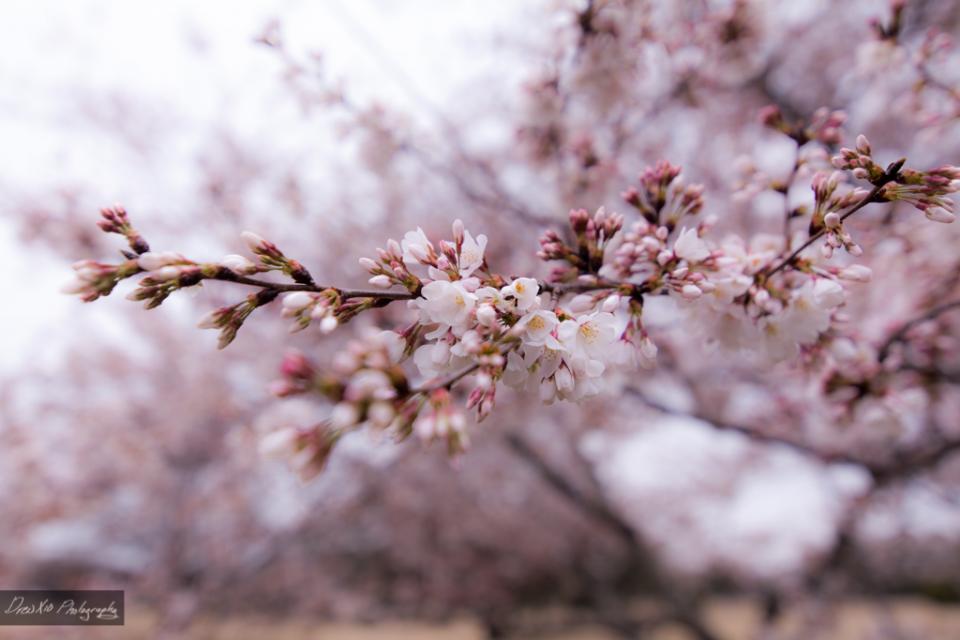 Cherry Tree | Shutterbug